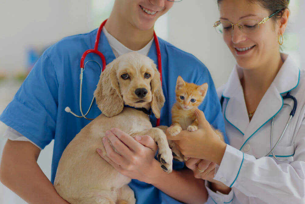 Dog and cat vaccinations | Simples! | Compare the Market