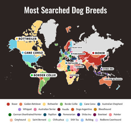 The Most Searched Cat and Dog Breeds in the World | Compare the Market
