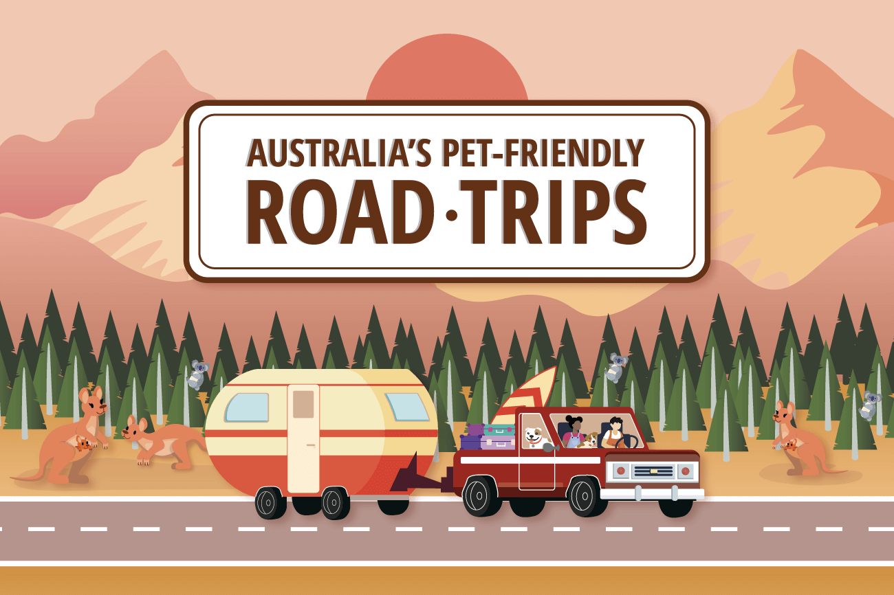 Australia’s Pet-Friendly Road Trips | Compare the Market AUS