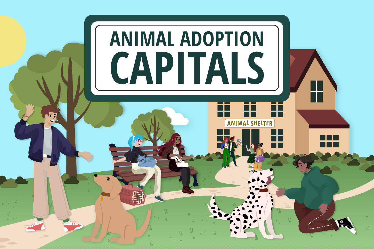 Animal Adoption Capitals | Compare the Market AU