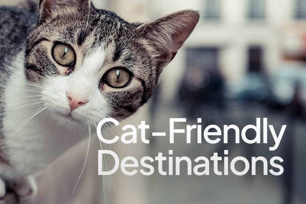 Best Cities for Cat Lovers | Compare the Market AU