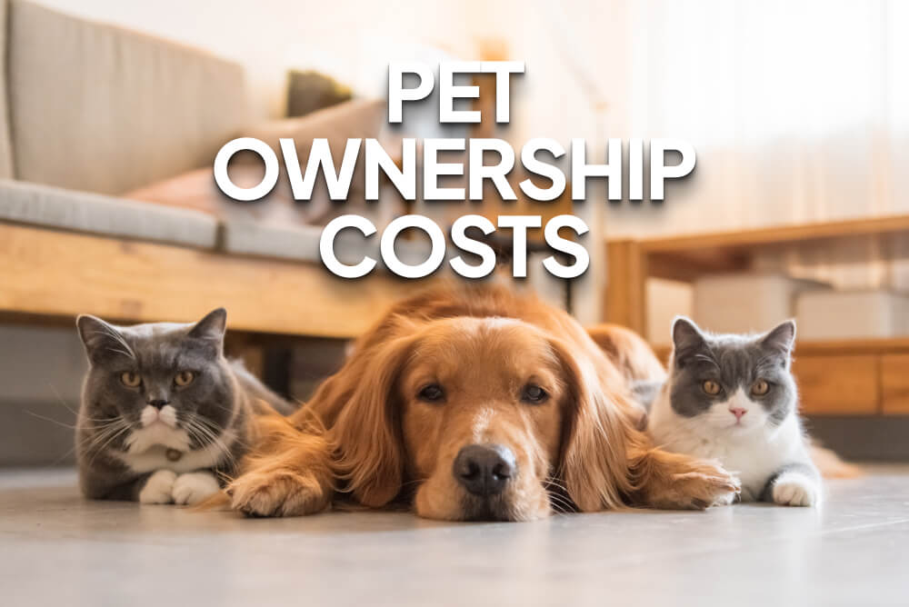 The Lifetime Cost of Pet Ownership | Compare the Market AU